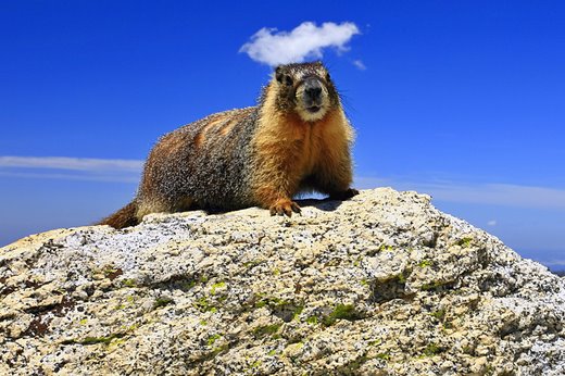 Marmotas