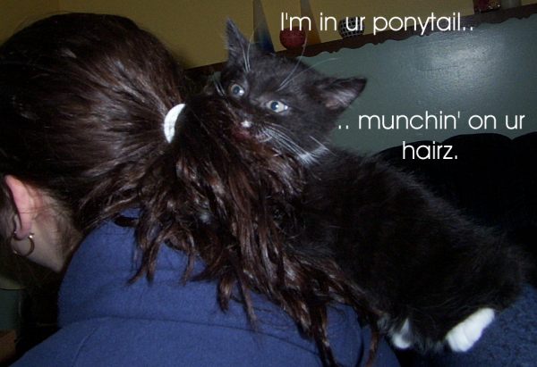 I'm in ur pnytail... | Funny Cat Pictures