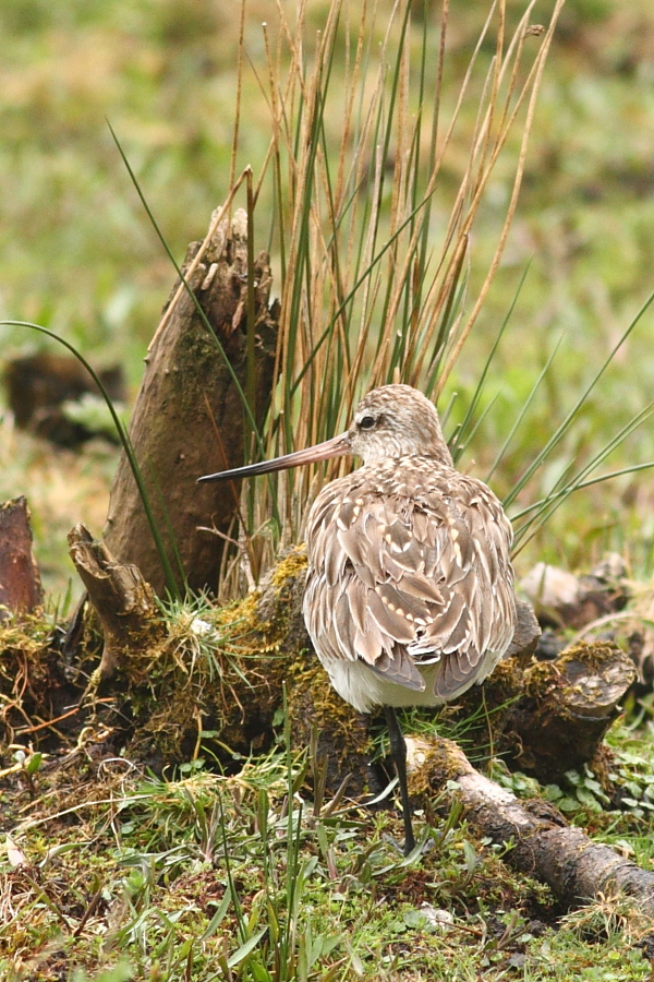 Hampshire birding and Nature photography