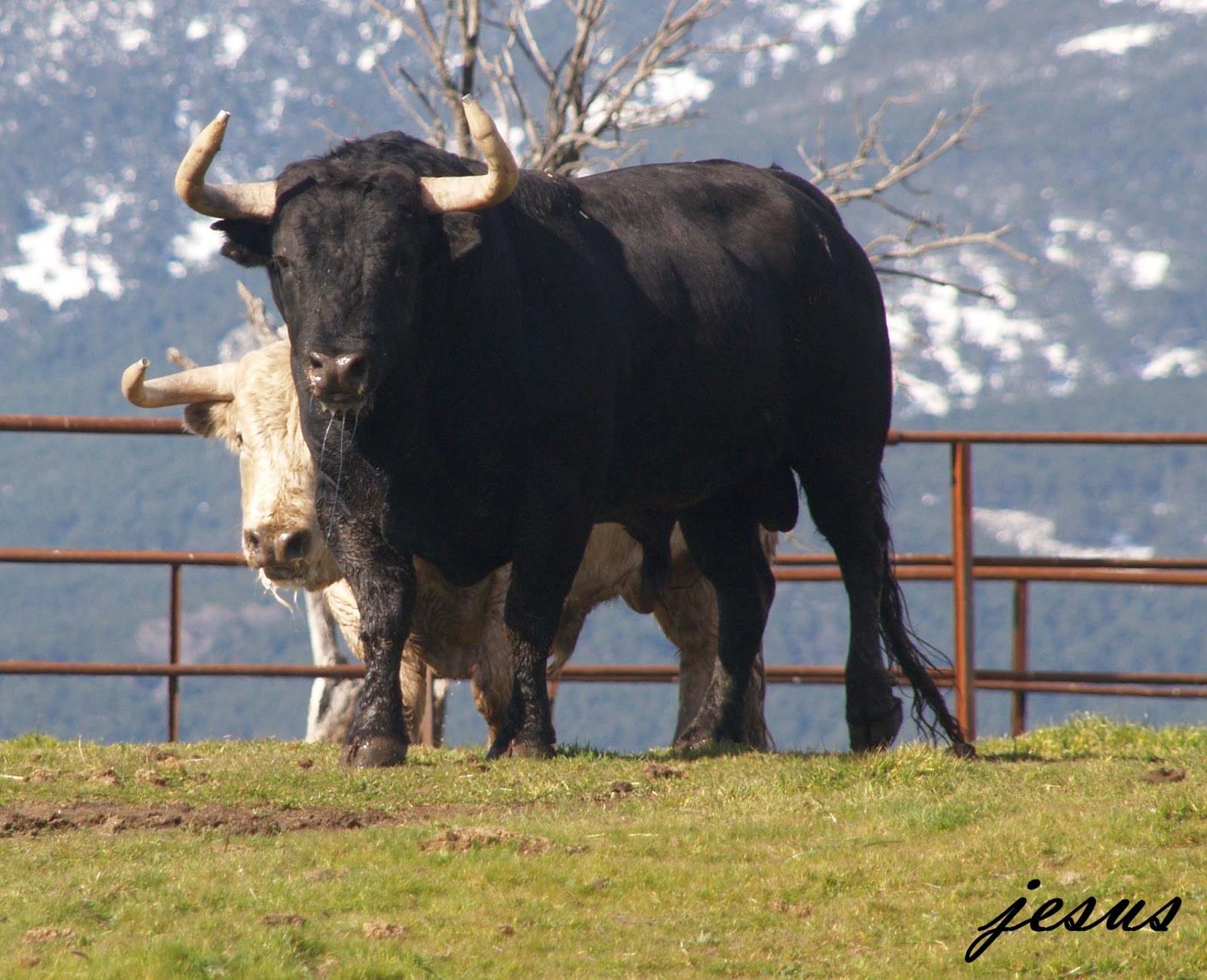 EL TORO EN EL CAMPO BRAVO: ganaderias victoriano del rio y fernando guzman