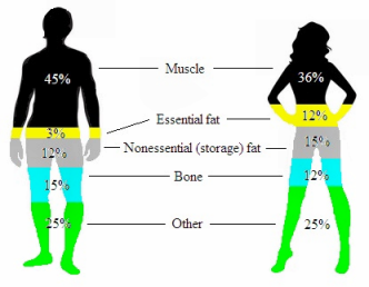 Why do Women have Higher Body Fat Percentage - Better Health Facts