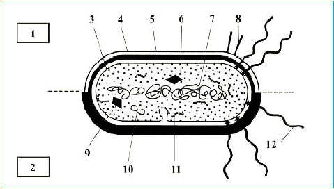 Schéma légendé d'une cellule bactérienne | Bio faculté