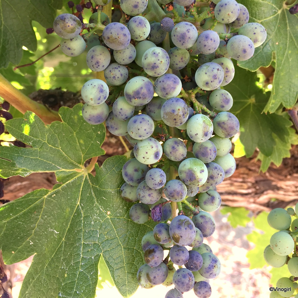 Vinsanity: Black measles.