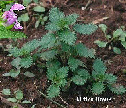 EL BLOG DE KARMENLIDIA: TERAPIAS CON PLANTAS TRADICIONALES