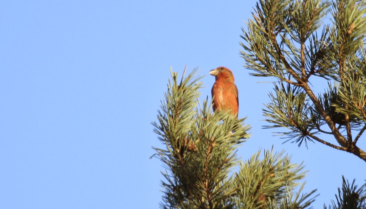 Austin's Birding Blog: 28/12/2013 Budby Common