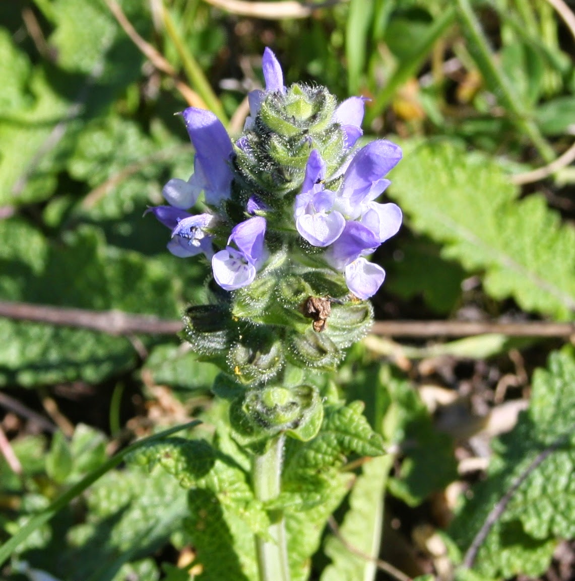 Flora da Serra da Arrábida: Salva-dos-caminhos (Salvia verbenaca)
