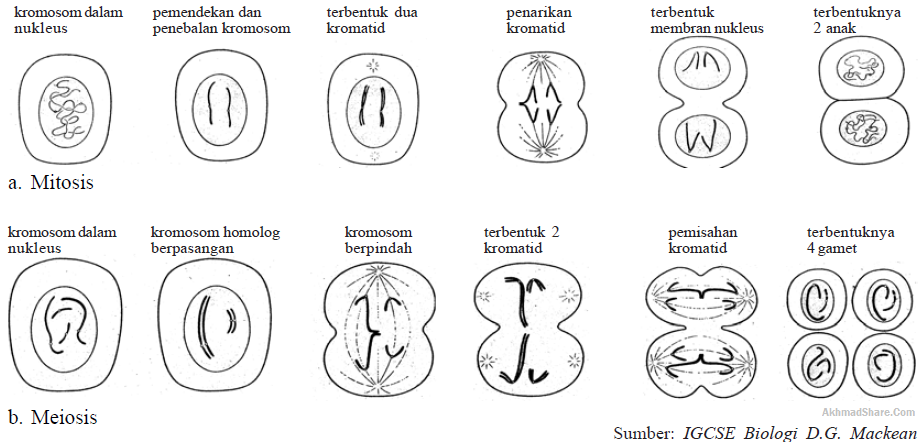 Materi Pembelahan Sel PDF PPT DOC [Lengkap]