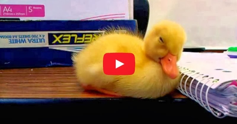 Baby Duck Falling Asleep - Awwwww so adorable !- Must Watch Video