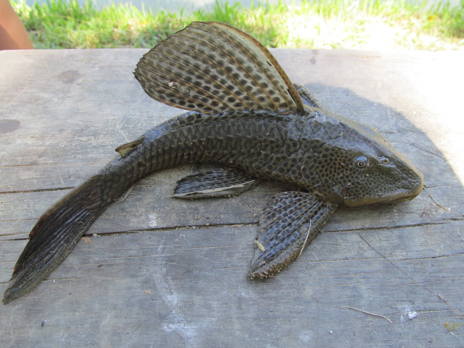 Espacio de Pesca: mayo 2012