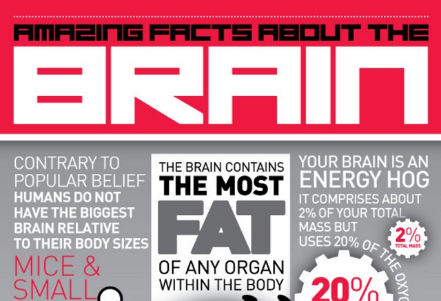 Amazing Facts About the Brain [Infographic] - Visualistan