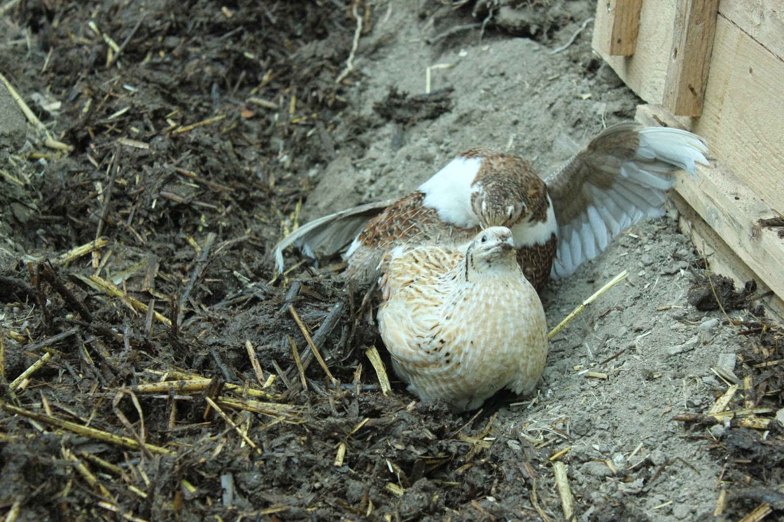 One of my coturnix quail has gone broody and is sitting. A Fred and ...