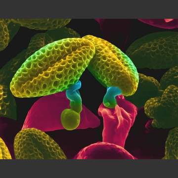 biojojo: Pembuatan Preparat Polen Bunga