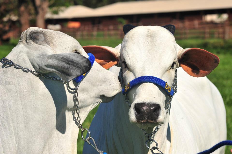 Dahora Rural do Sul da Bahia.: CRIAÇÃO DO GADO NELORE NO BRASIL