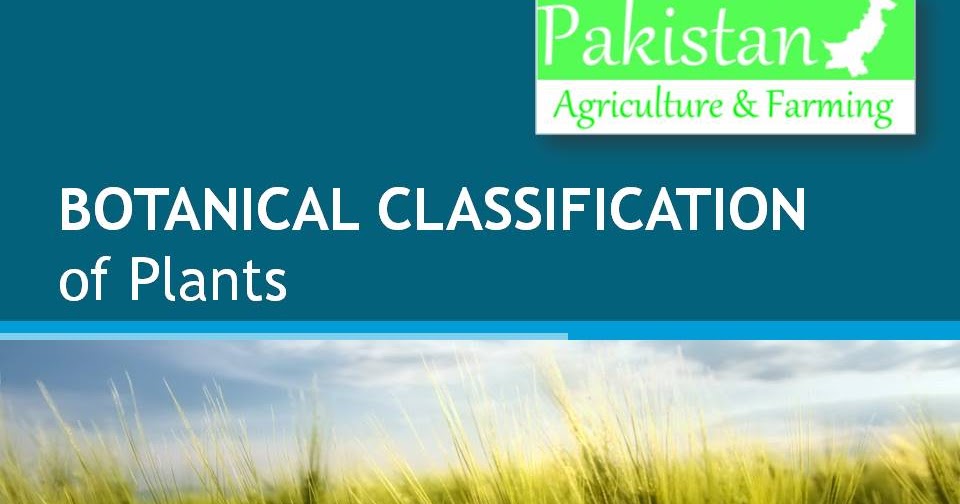 Plantae Examples With Scientific Names