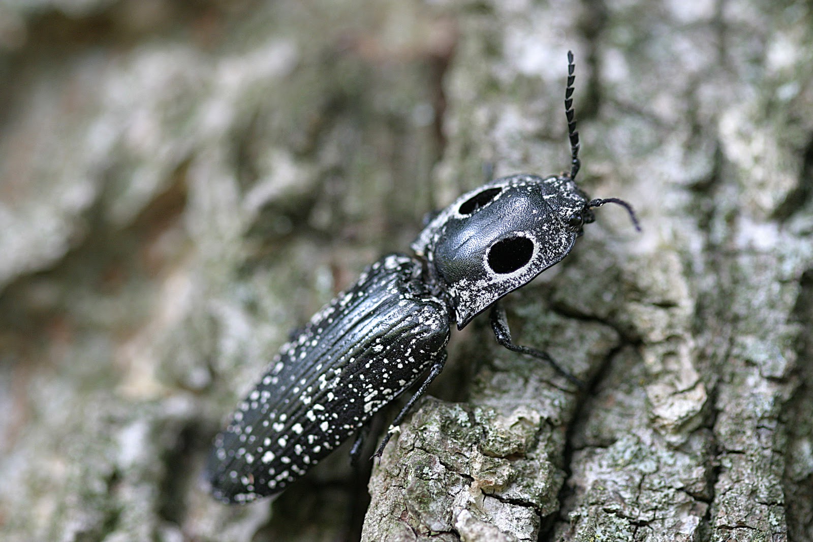 Eyed Click Beetle - Insects World