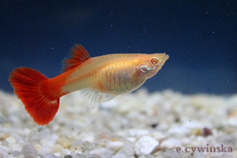 xiphophorus.pl: Gupiki albino full red
