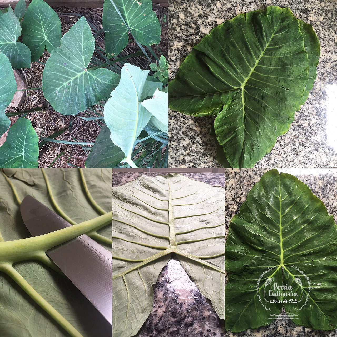 Poesía Culinaria . Sabores de Nati: Hojas de ocumo (taro / malanga ...