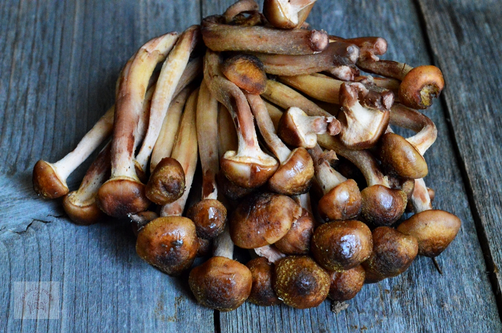 Tocanita de ghebe - CAIETUL CU RETETE