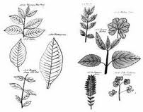 If She can do it, so can You.: Jane Colden (1724 – 1766)