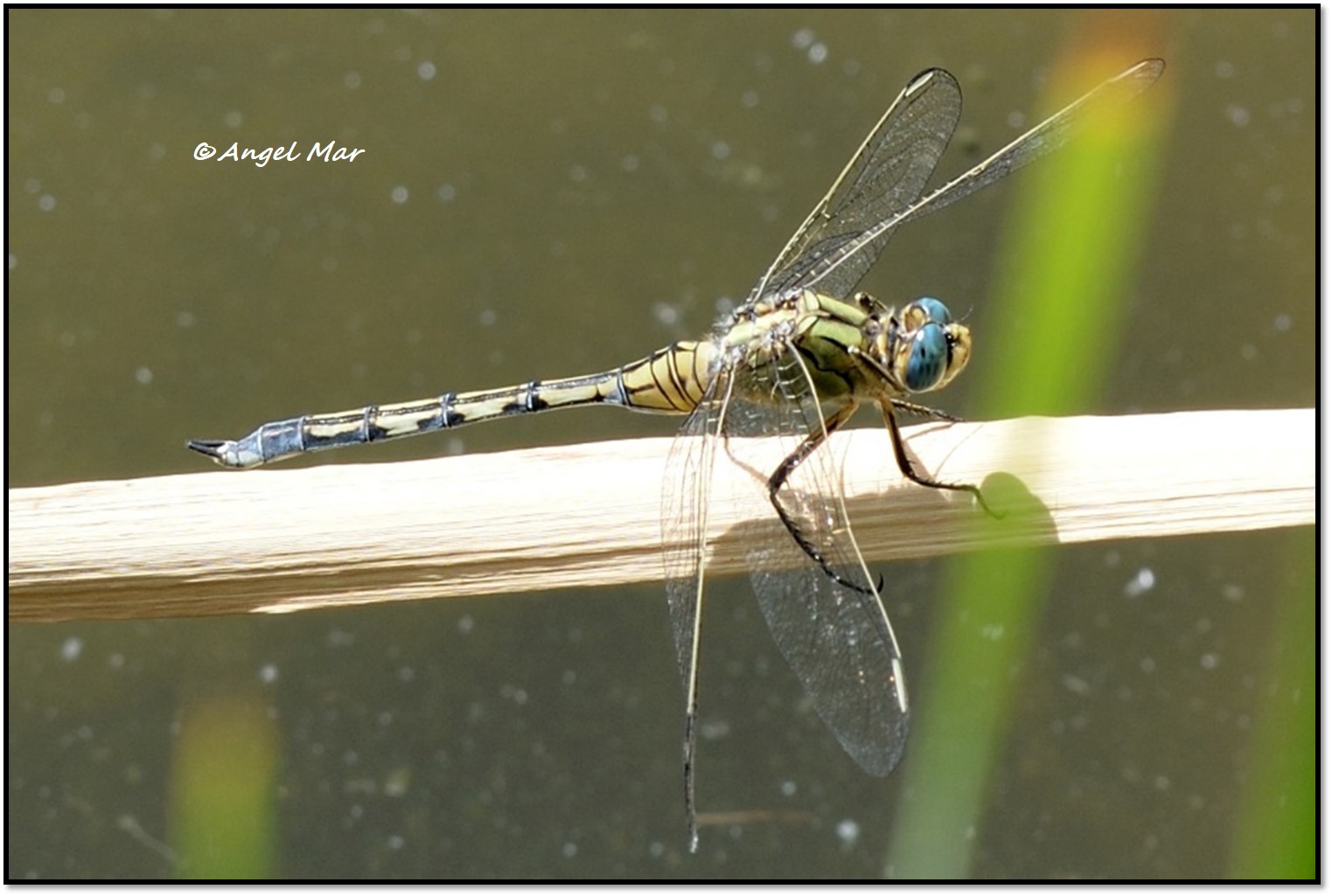 Butterflies and Dragonflies: Orthetrum trinacria (Una elegante libélula ...