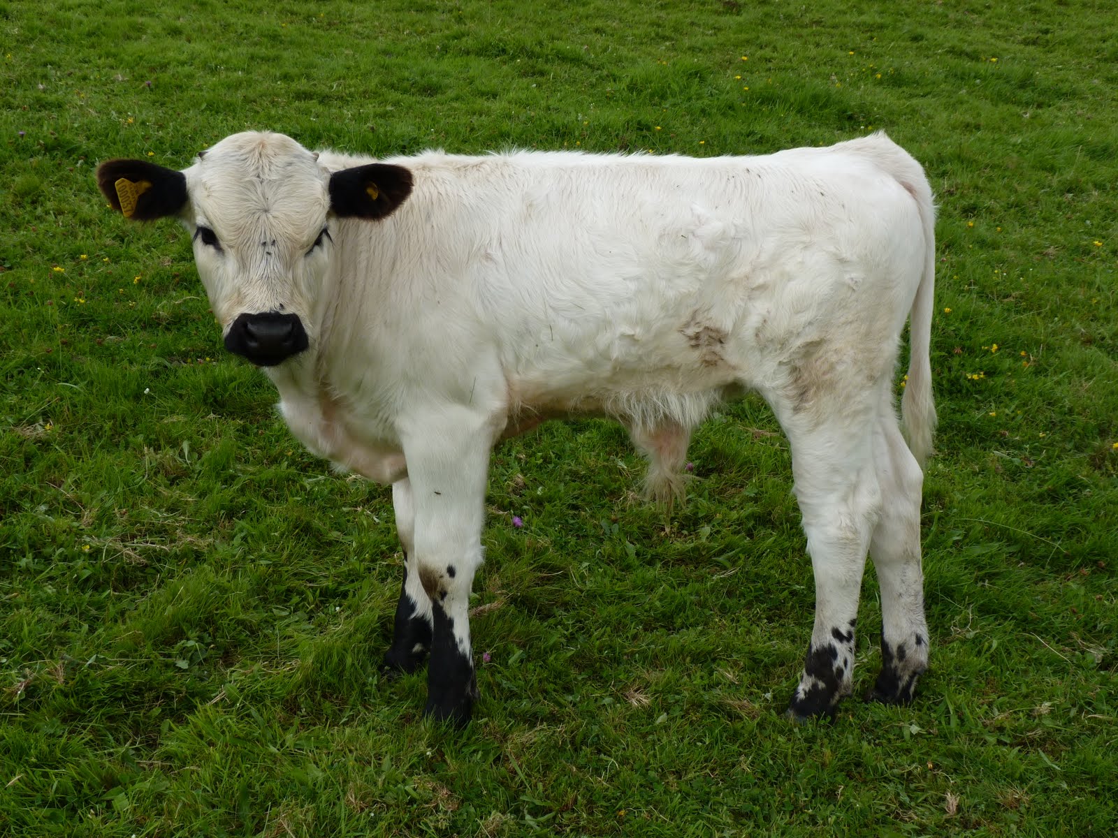 TEILO WHITE PARK CATTLE: White Park Cattle For Sale, August 2011
