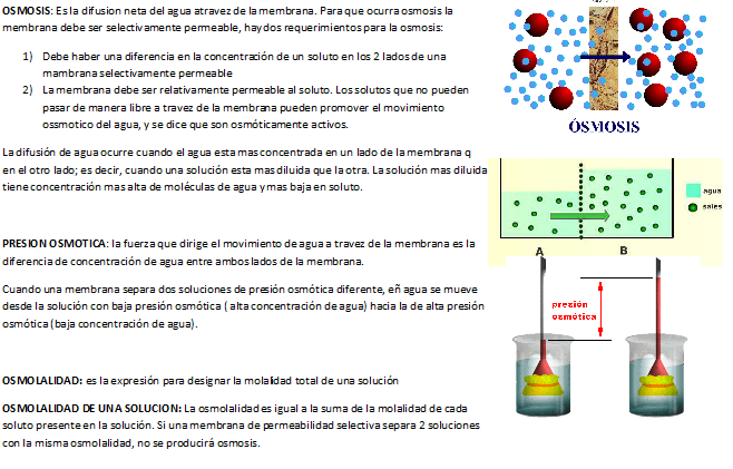 Víctor Manuel Martínez Beltrán grupo 5: resumen con imagenes de osmosis ...