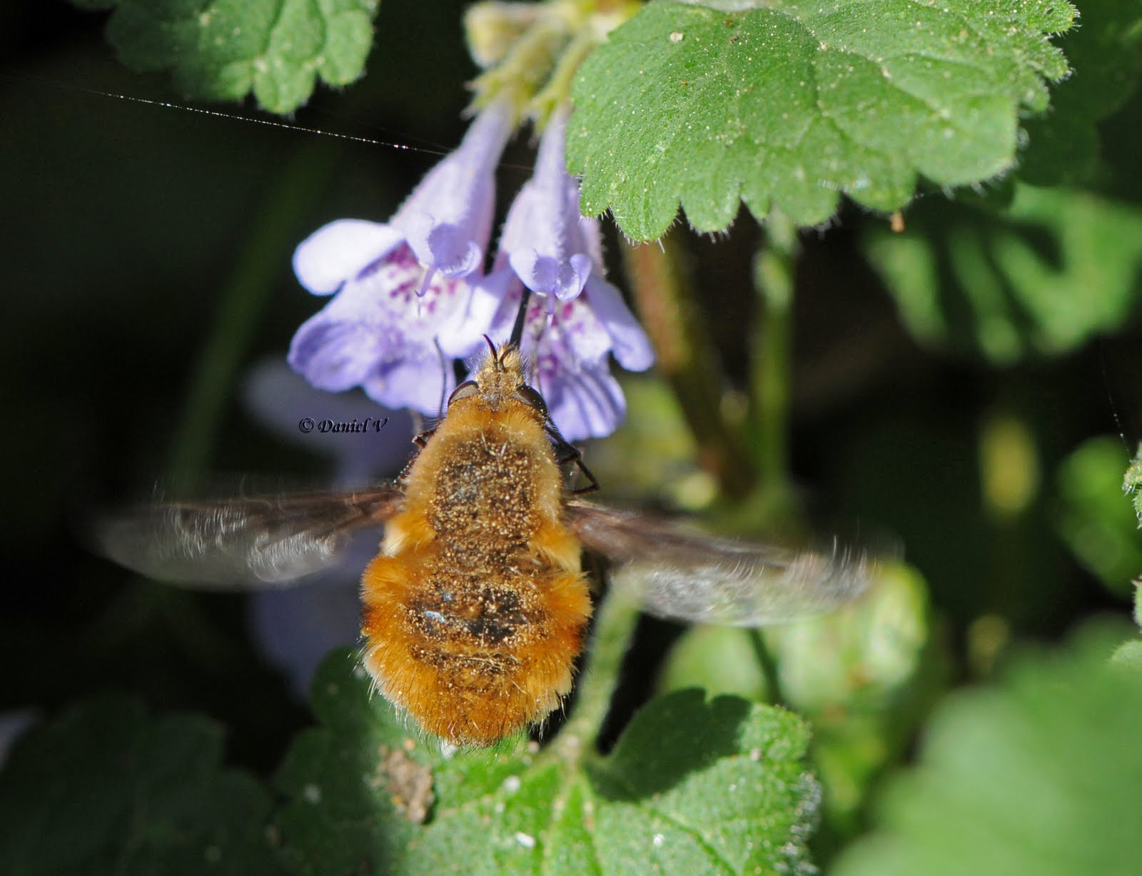 Macrophoto plaisir passion: Le grand bombyle, bombilius major