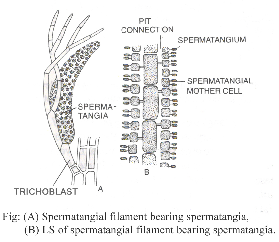POLYSIPHONIA - STRUCTURE OF VEGETATIVE BODY AND REPRODUCTION