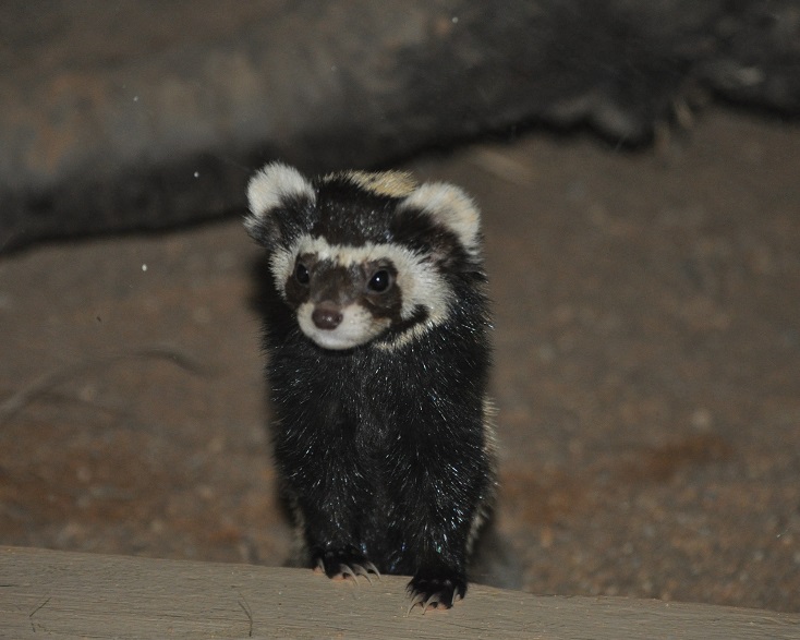 ZOOTOGRAFIANDO (6.100 ANIMALS): TURÓN BÚLGARO / MARBLED POLECAT ...