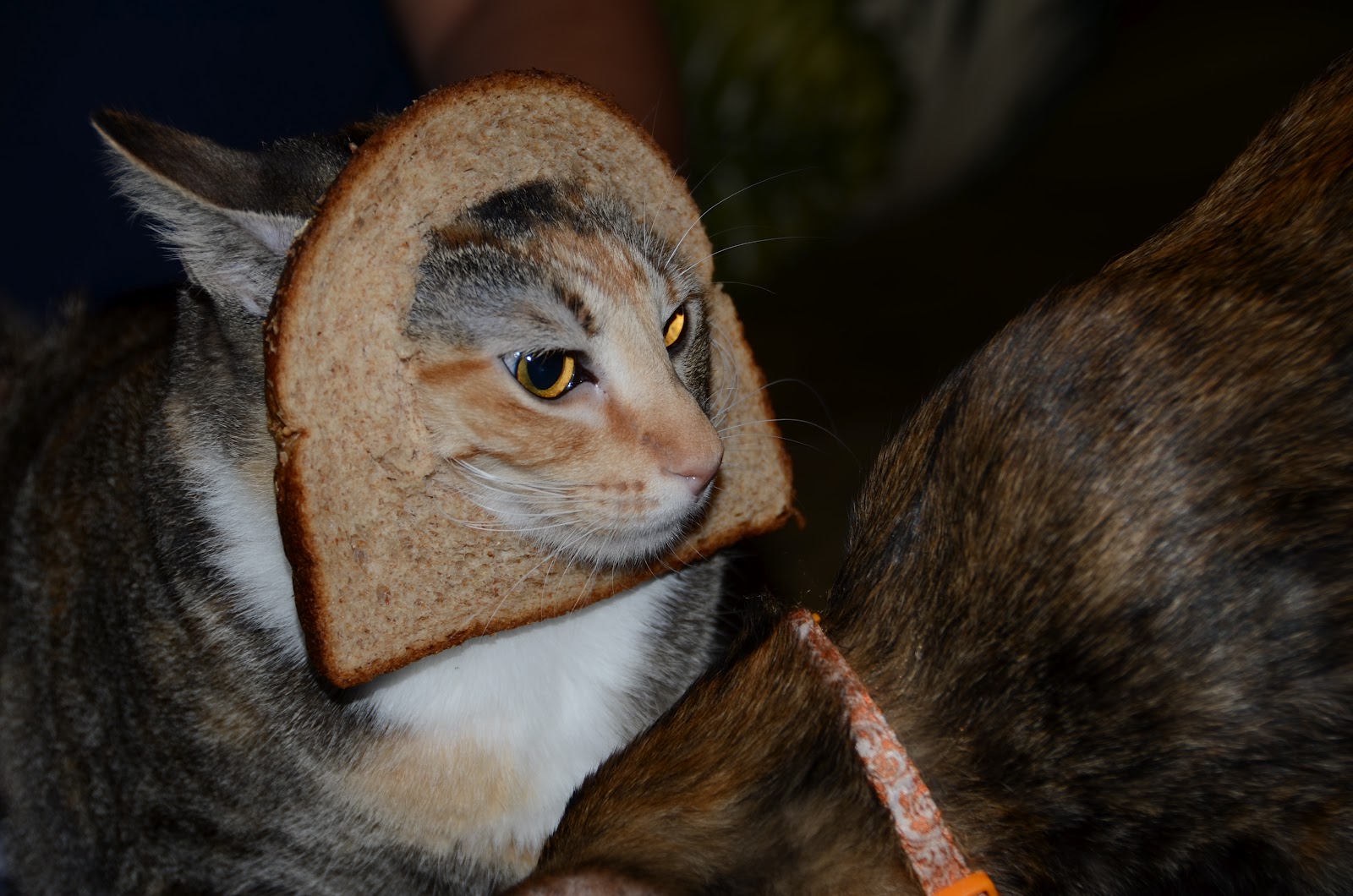 Inside Individual Design: Cat Breading