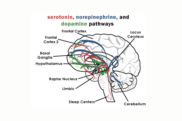 Love means totally Chemical reaction in the body? | THE POWER OF LOVE