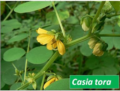 Suara Hati: GAMBAR TANAMAN INANG PREDATOR ULAT PEMAKAN DAUN KELAPA ...