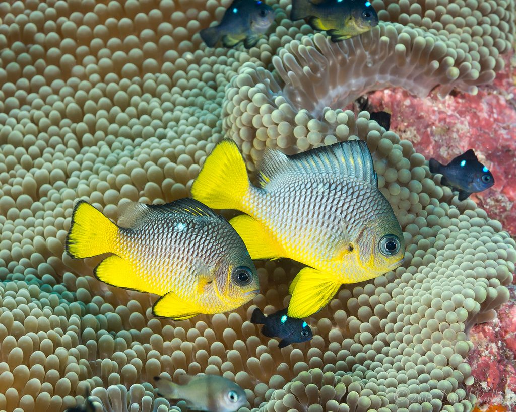 How to Maintain Damselfish in a Saltwater Aquarium - fish-hobbyist