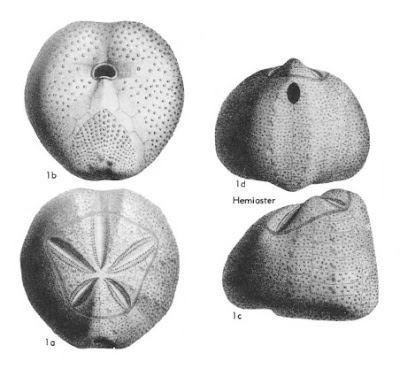 Catalogue of Organisms: Hemiaster: An Echinoid with Heart