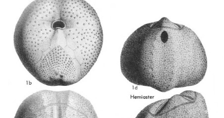 Catalogue of Organisms: Hemiaster: An Echinoid with Heart