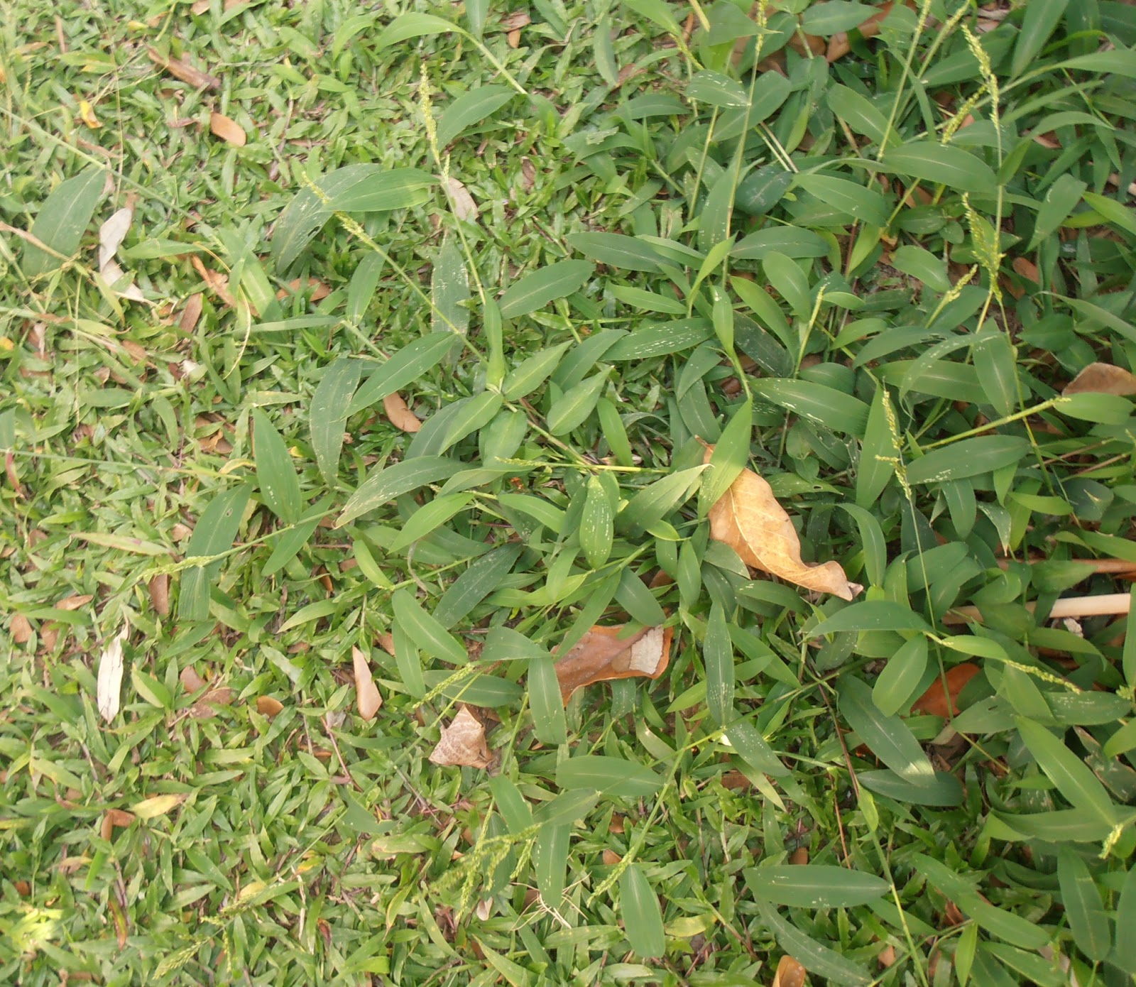 Flora de Puerto Rico Ilustrada Papo Vives: POACEAE Setaria barbata Rabo ...