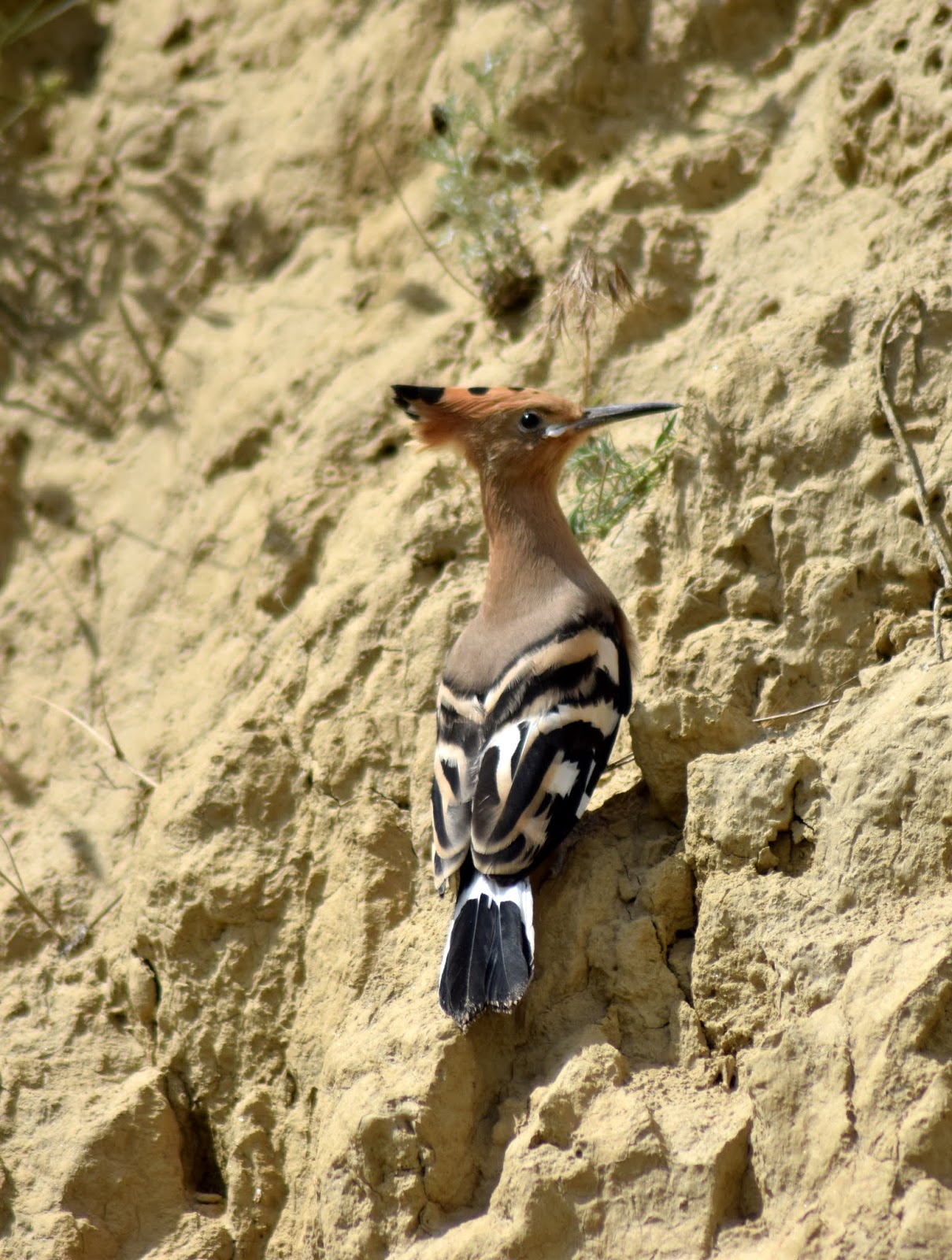 Frumusetile naturii: Pupaza (Upupa epops)