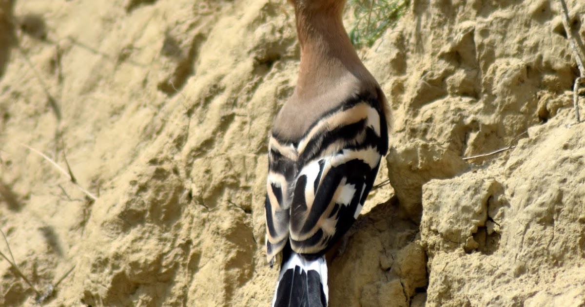 Frumusetile naturii: Pupaza (Upupa epops)