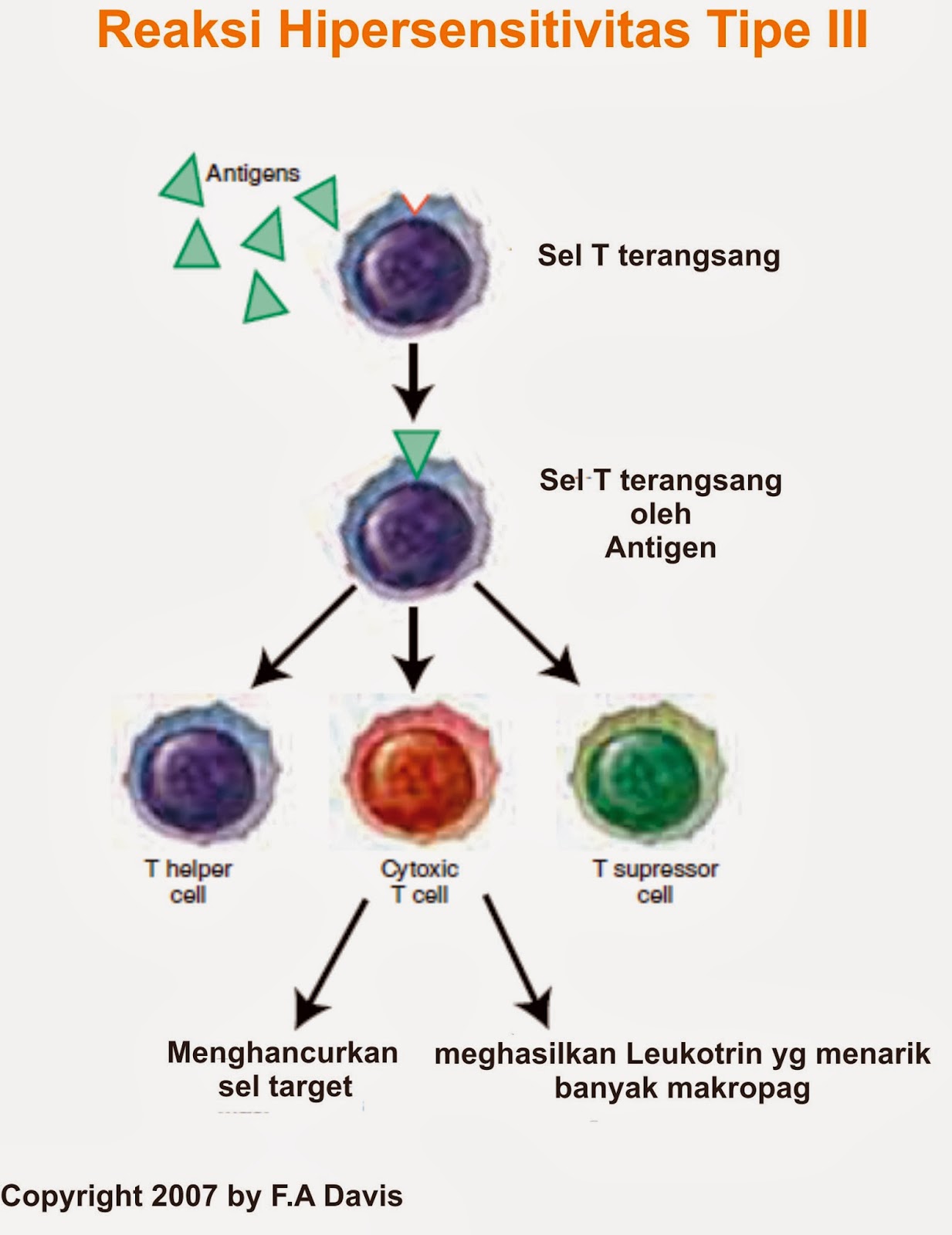 Reaksi Alergi (Hypersensitivity Reaction)