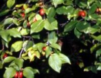 LJEKOVITO BILJE I LIJECENJE BILJEM: LJEKOVITO BILJE: Drijen (Cornus mas L.)