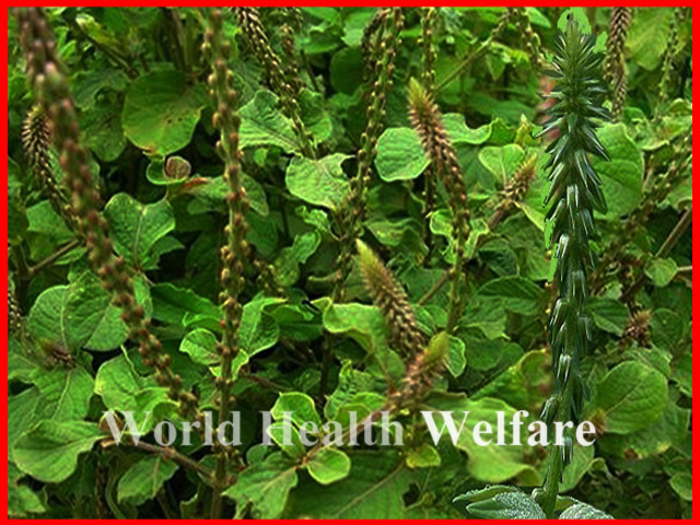 World Health Welfare