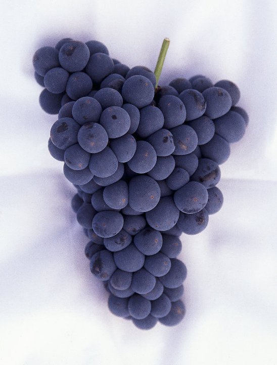 Barcony Knowledge: พลังขององุ่นสีม่วง