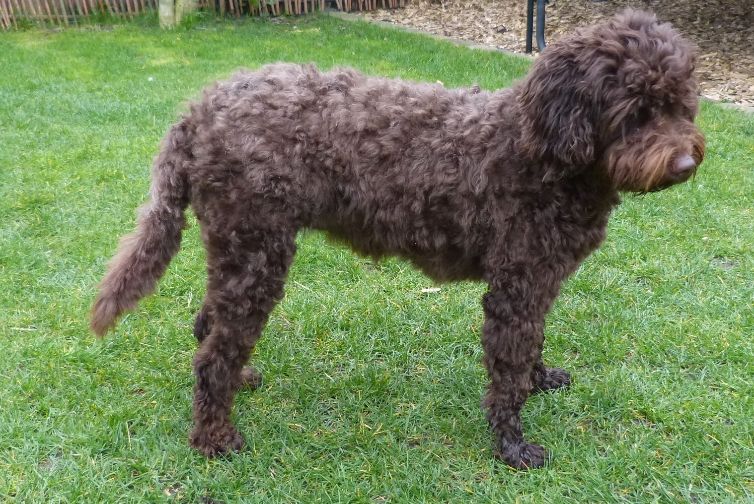 Unser Leben mit...: Australian Labradoodle im neuen Look