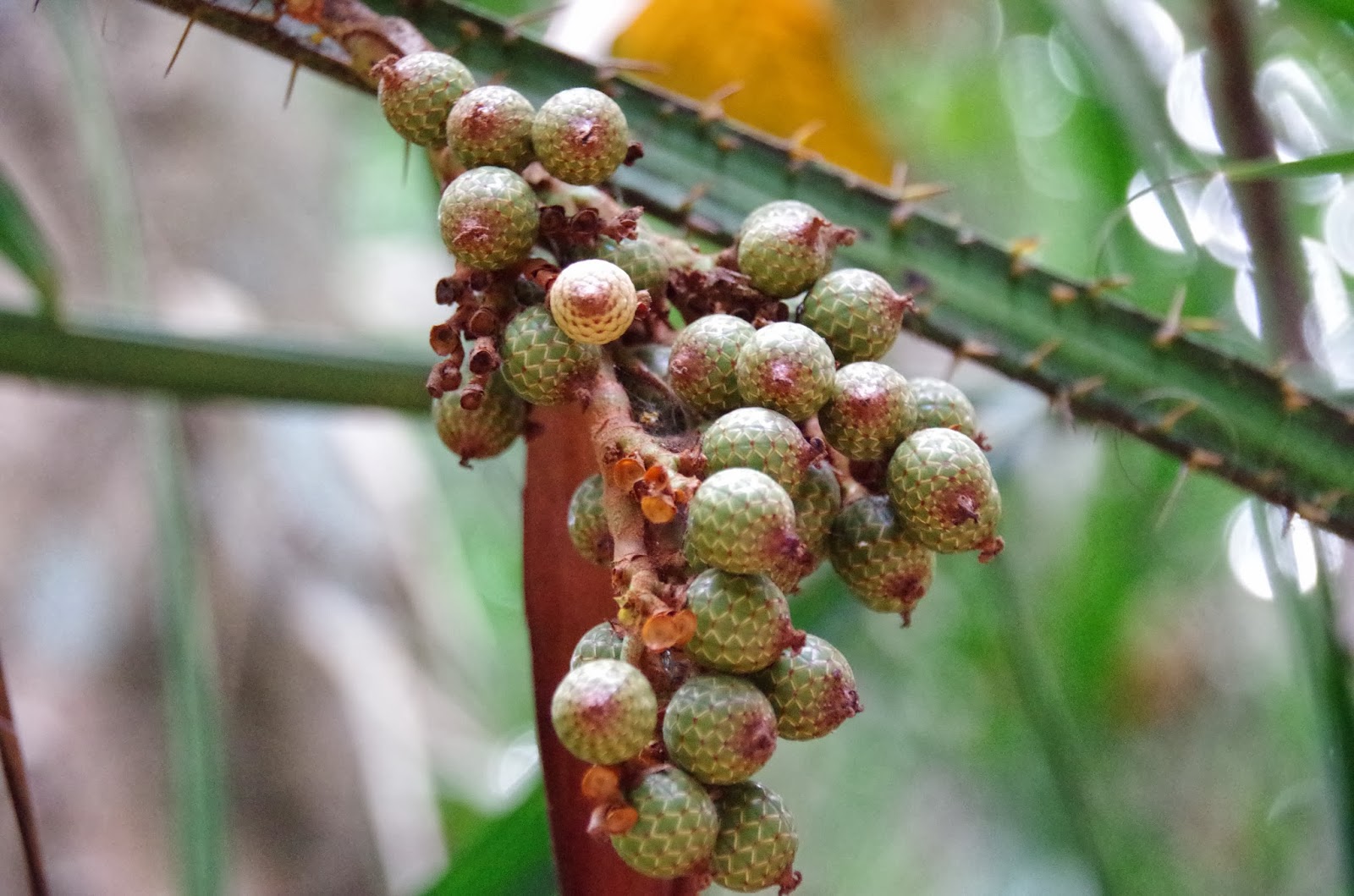 Trees and Plants: Giant Devil Palm (Daemonorops grandis)