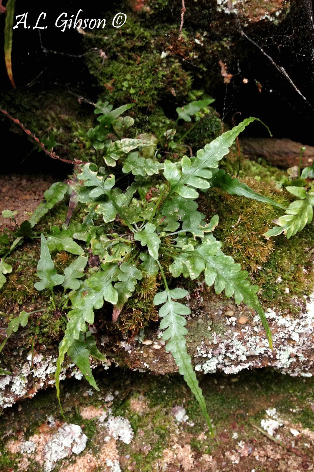 The Buckeye Botanist: The Asplenium Ferns of Ohio