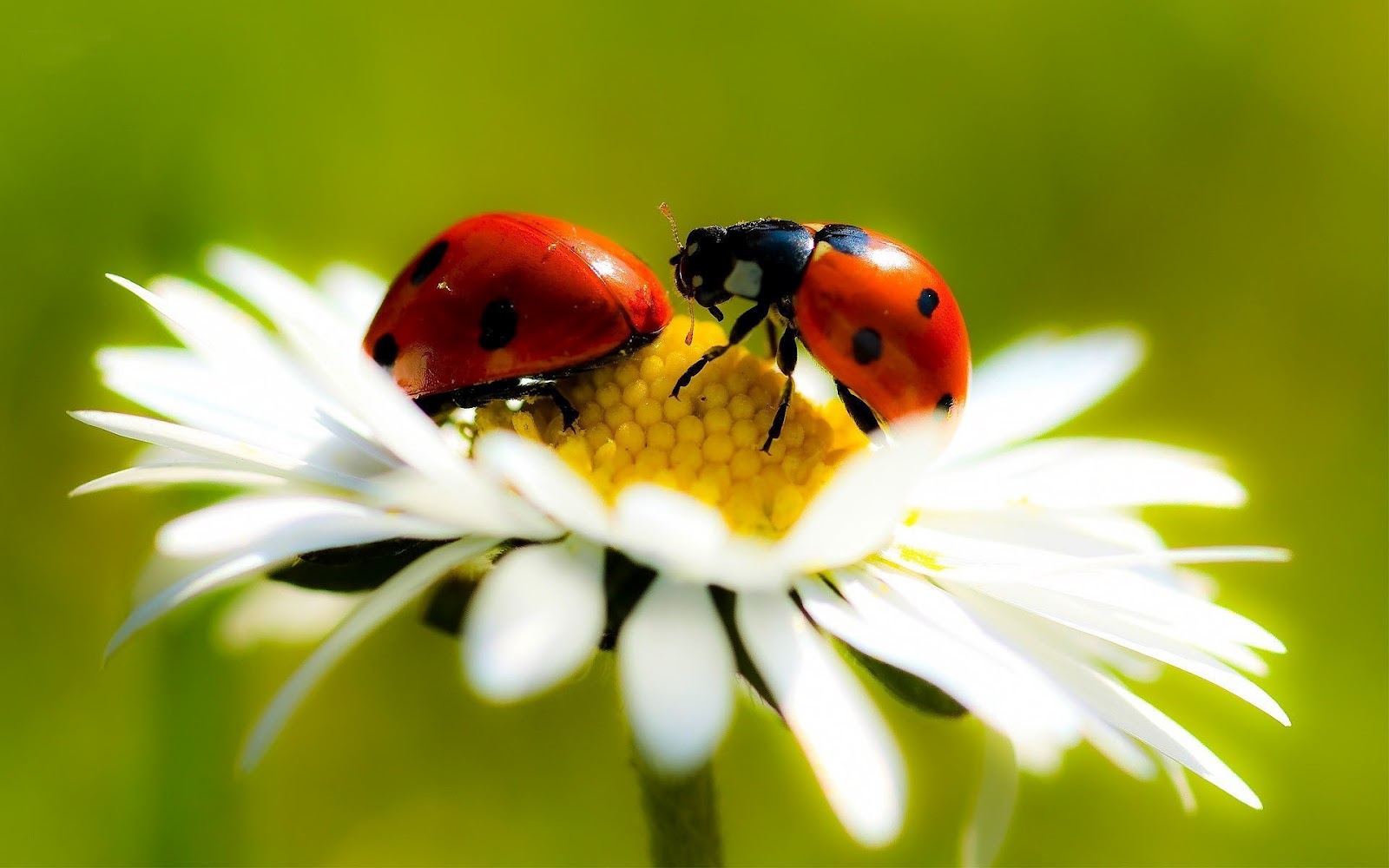 A Catholic Mom in Hawaii: Our Lady's Bird is Our Lady Bug