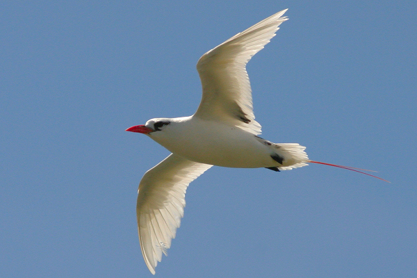 Antipodean Mariner: GO Canopus sea log 22nd to 25th June