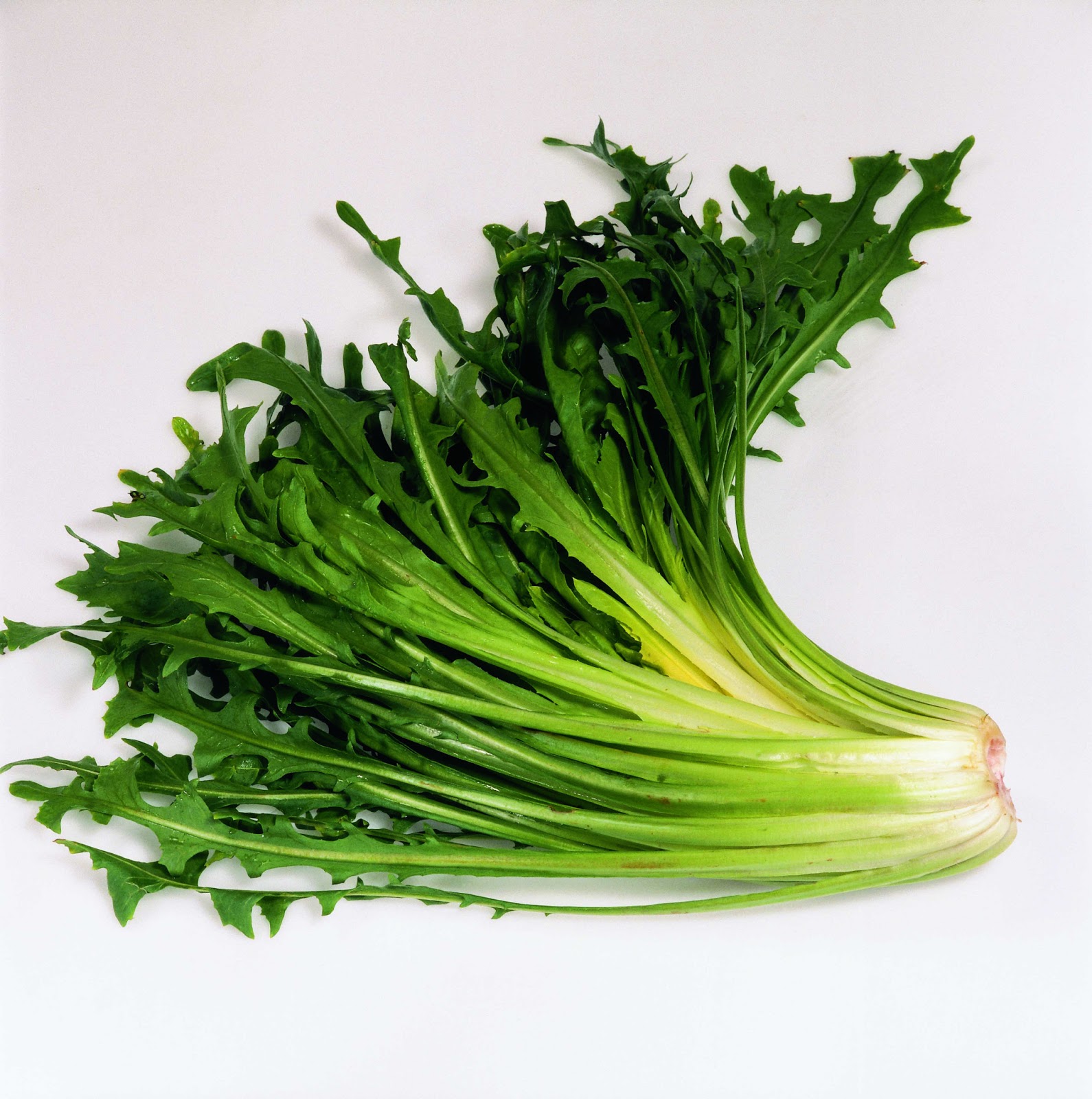 Reyno Gourmet: ¿Qué comemos hoy? Achicoria, la gran desconocida