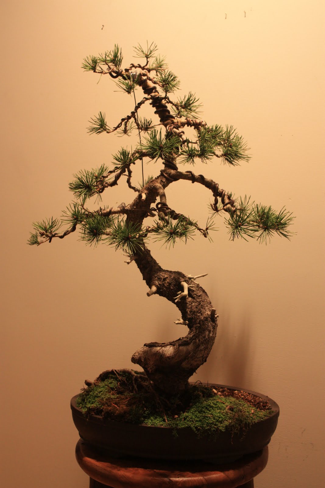 Woodland-Bonsai: Pinus contorta contorta, Shore pines, collected.
