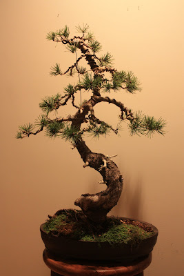 Woodland-Bonsai: Pinus contorta contorta, Shore pines, collected.